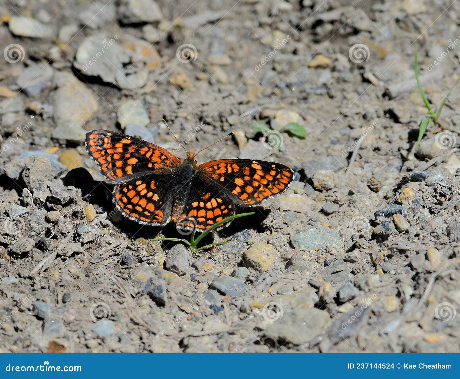 Close Up of Variable Checkerspot Butterfly with Wings Spread Stock ...