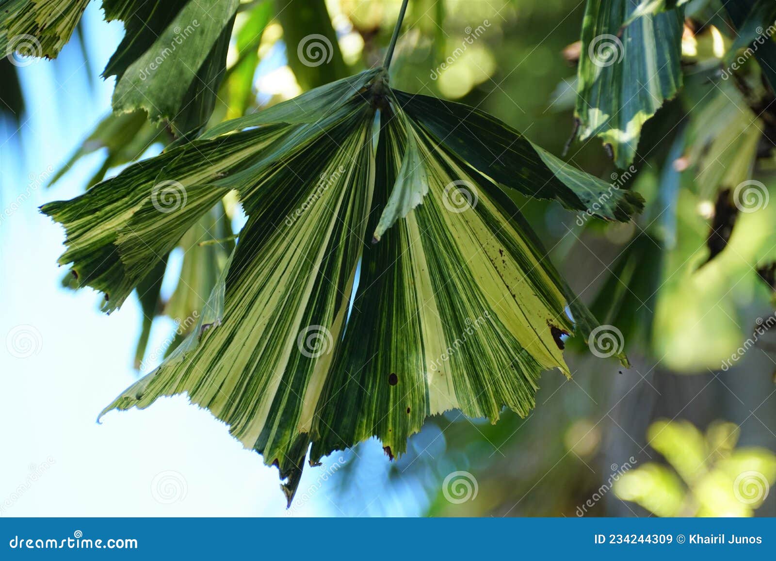Close Up of the Variegated Fishtail Palm Leaf Stock Image - Image of ...
