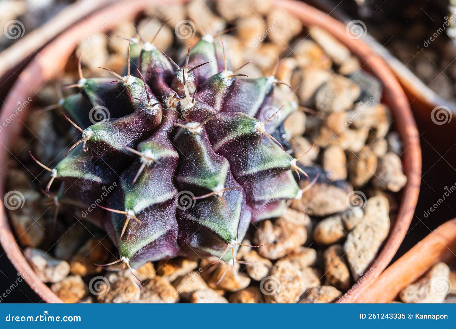 Close-up of Variegated Gymnocalycium Cactus. Stock Image - Image of ...