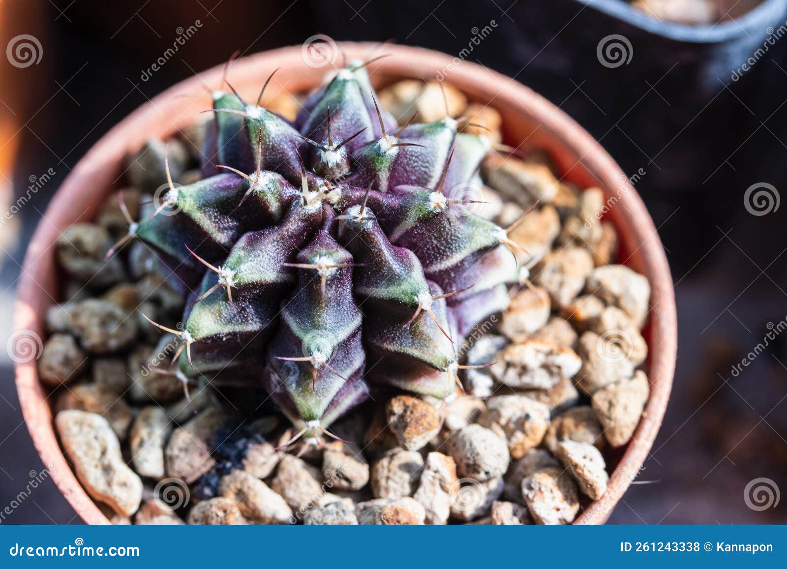 Close-up of Variegated Gymnocalycium Cactus Stock Photo - Image of ...