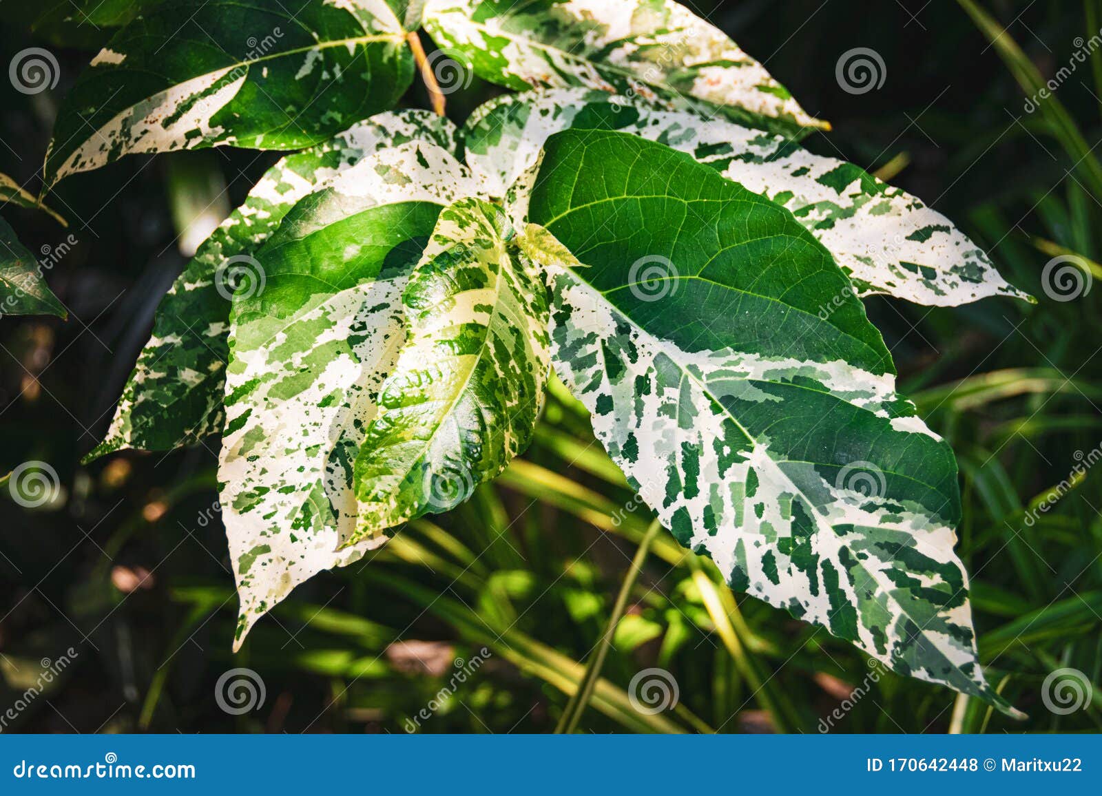 Close Up on a Variegated Leaf of Ficus Aspera `Parcelli`. Stock Photo ...