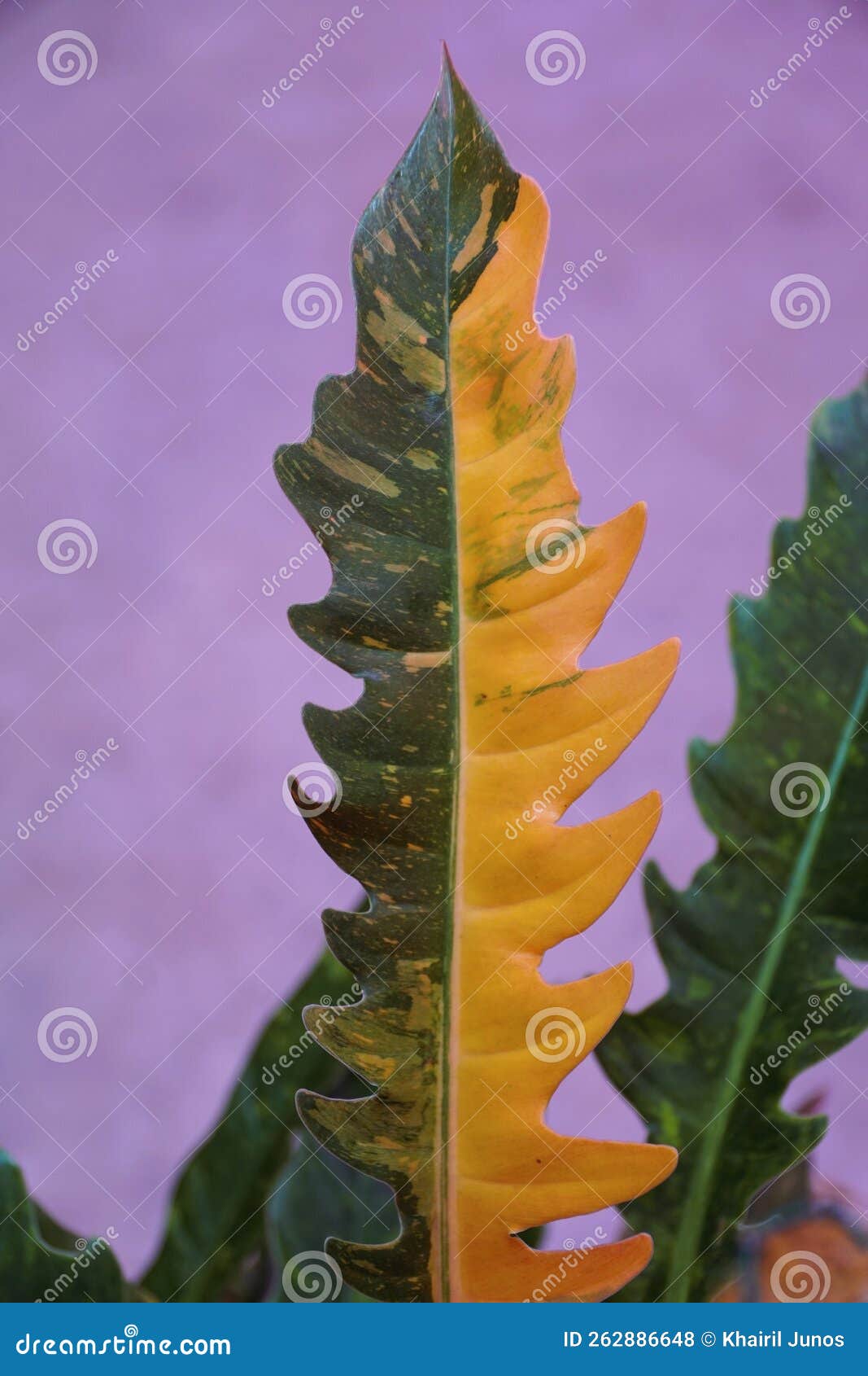Close Up of the Variegated Leaf of Philodendron Ring of Fire Stock ...