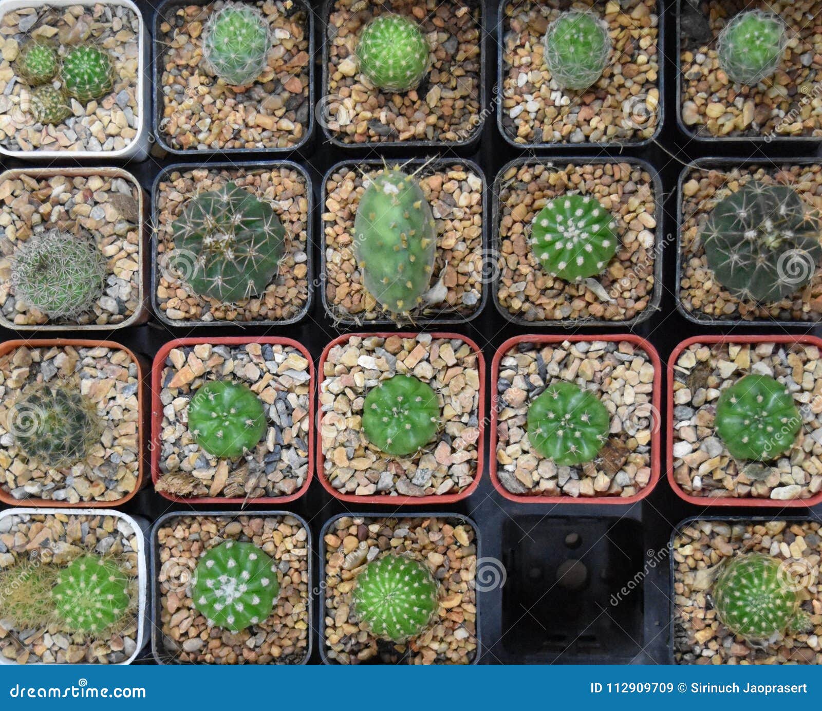Close Up of Various Cactus Planted in Plot Stock Image - Image of ...