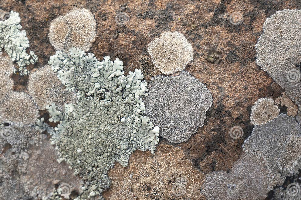 Close Up of Various Lichen Growing on Stone. Stock Image - Image of ...