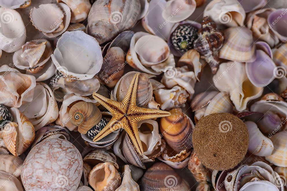 Close Up of Various Mediterranean Shells As Texture 2 Stock Image ...