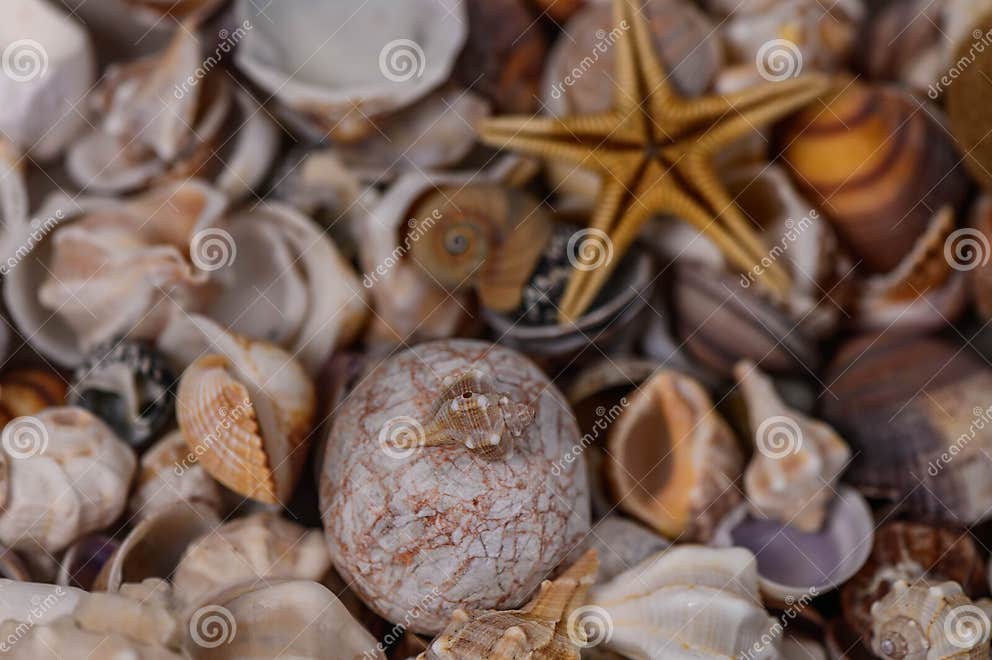 Close Up of Various Mediterranean Shells Scattered on Table 3 Stock ...