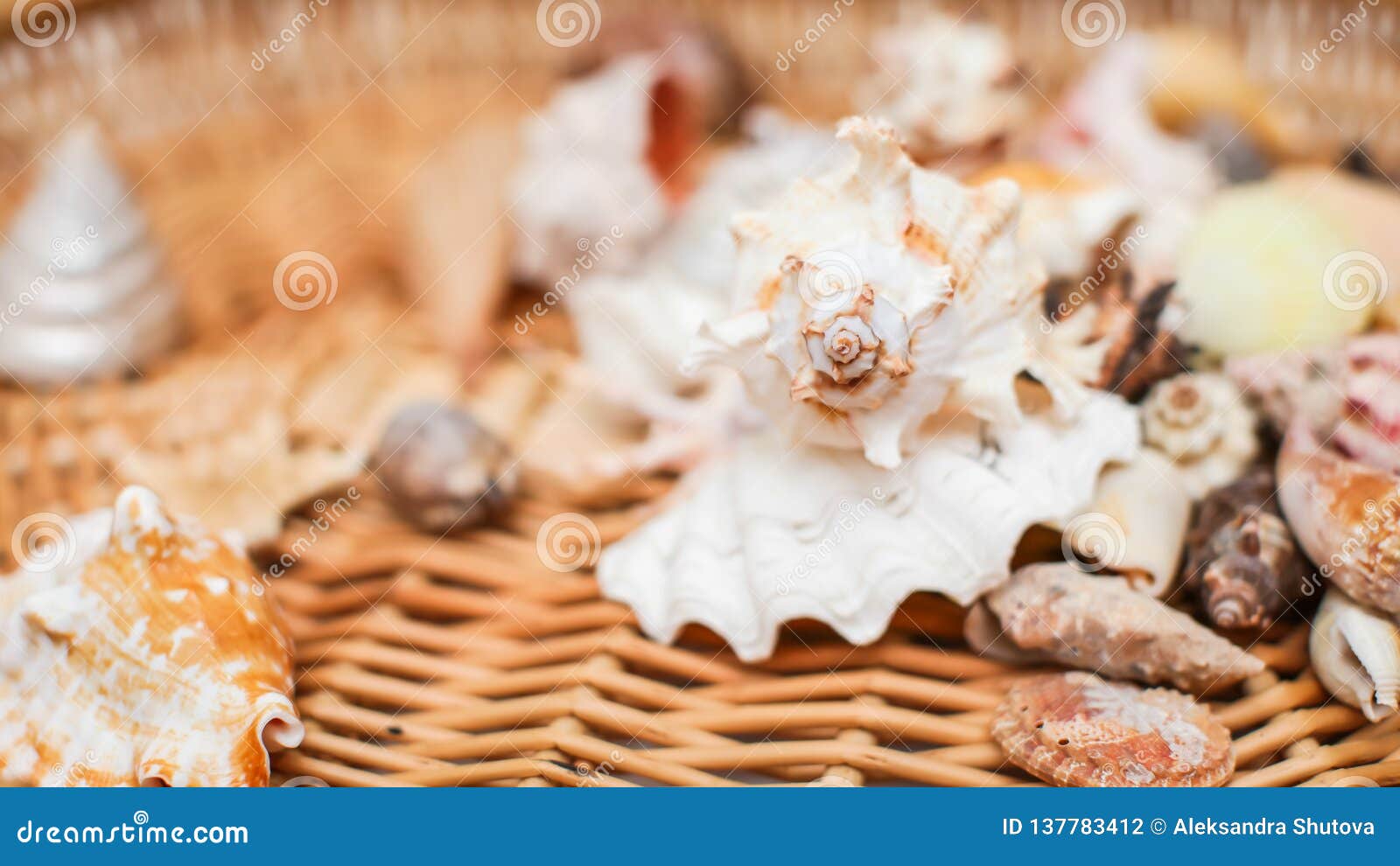 Close Up Various Shape Seashells on Woven Wicker Texture in Selective ...