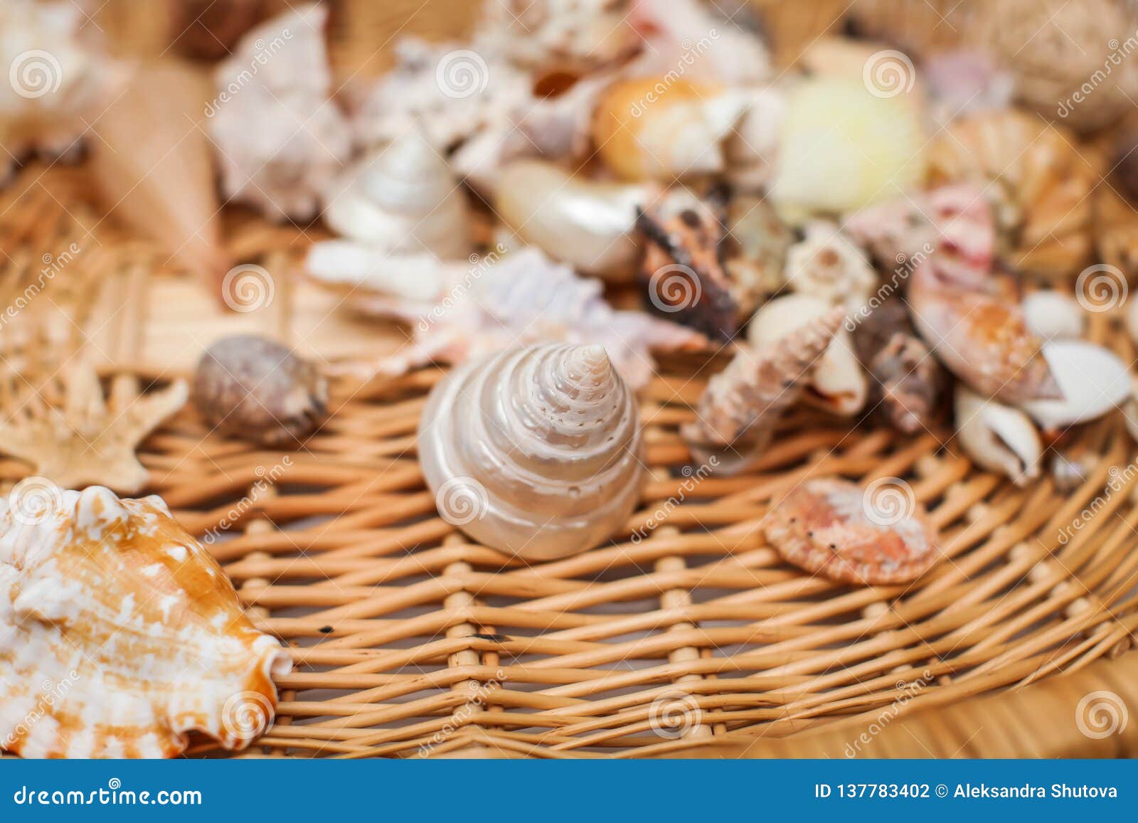 Close Up Various Shape Seashells on Woven Wicker Texture in Selective ...