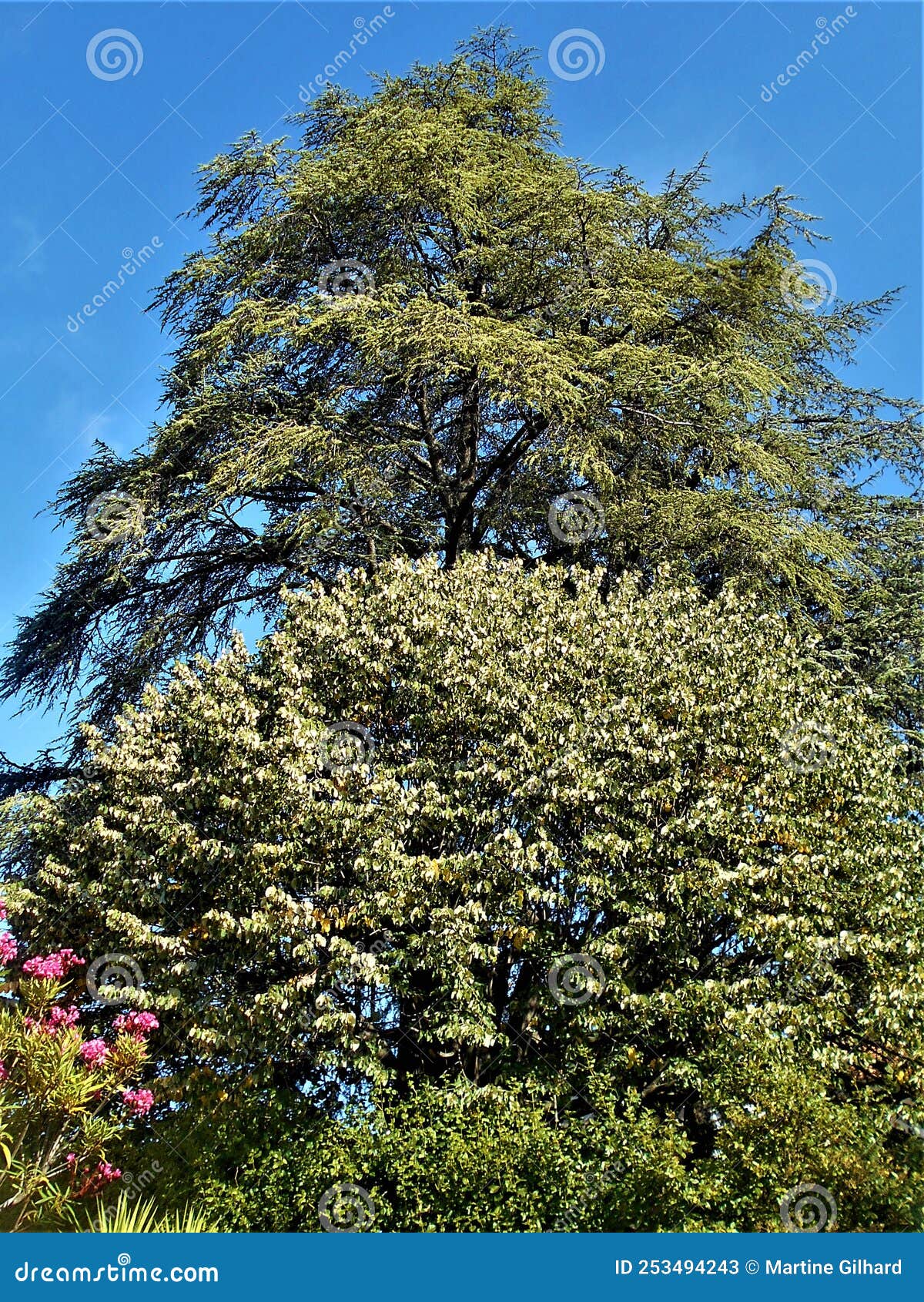 Close Up of Various Trees and Shrubs Stock Image - Image of conifer ...