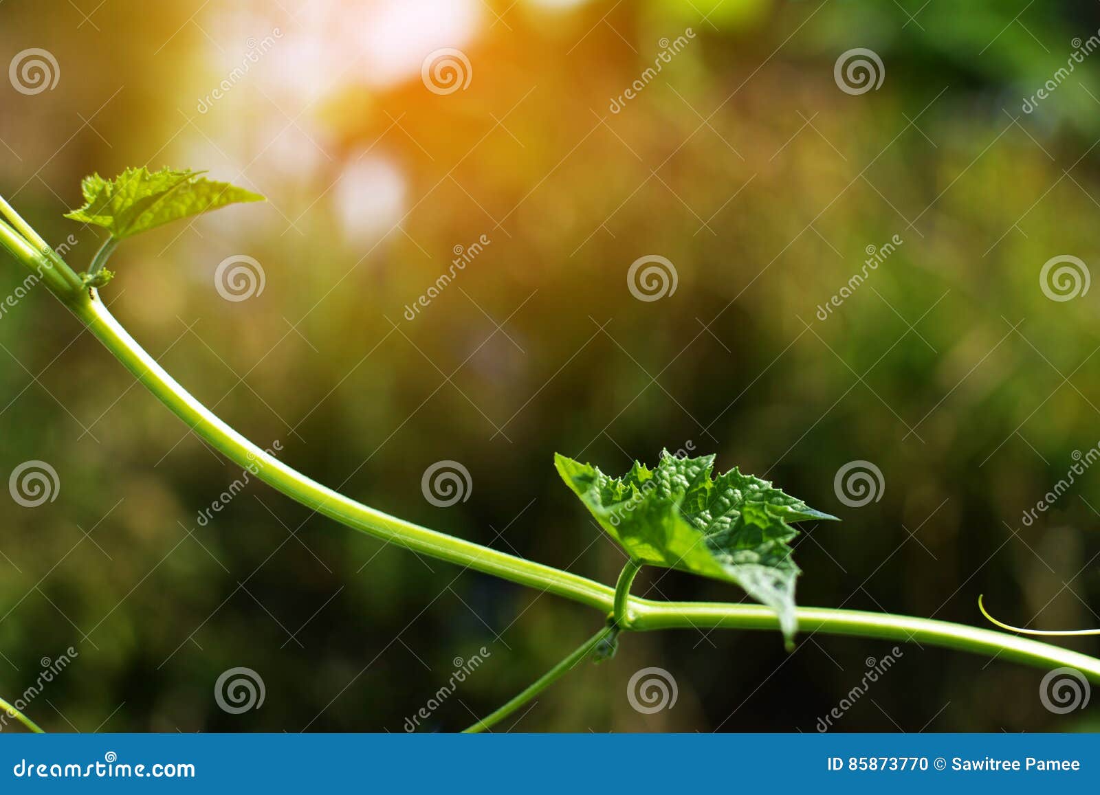 Close up vegetable gourd stock photo. Image of fresh - 85873770