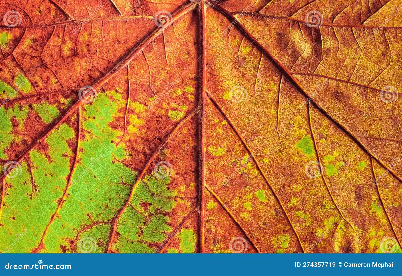Close-up of Veins of a Dying Leaf Stock Illustration - Illustration of ...