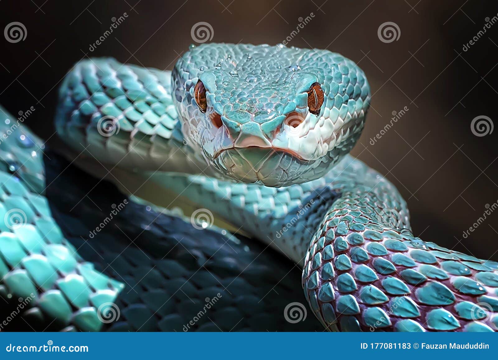 Blue Snake Species