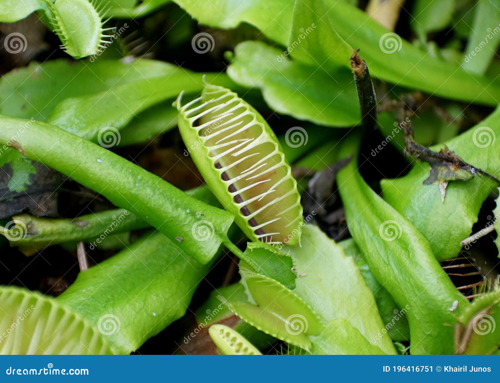 Close Up Of Venus Flytrap, Dionaea Muscipula Growing In Glass Terrarium ...