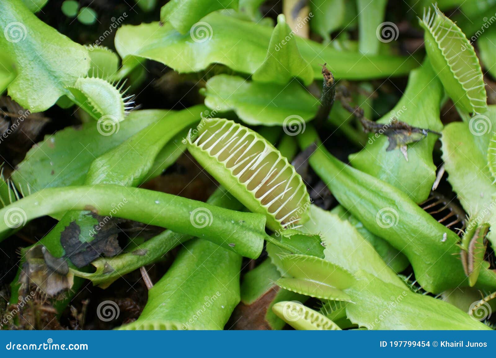 Close Up of Venus Flytrap, a Carnivorous Plant Stock Photo - Image of ...