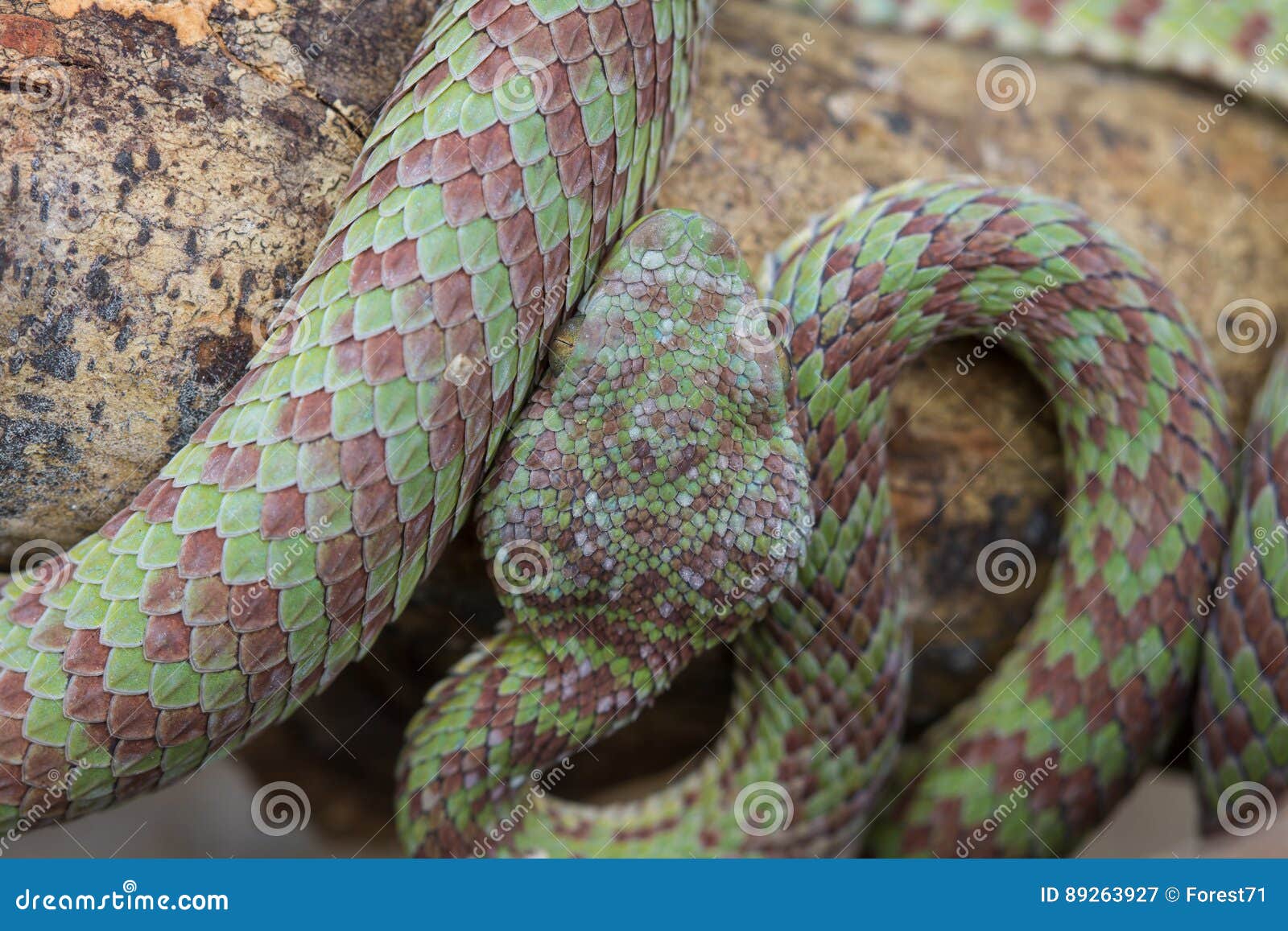 Close Up Venus` Pitviper Snake Stock Image - Image of poisonous, venus ...