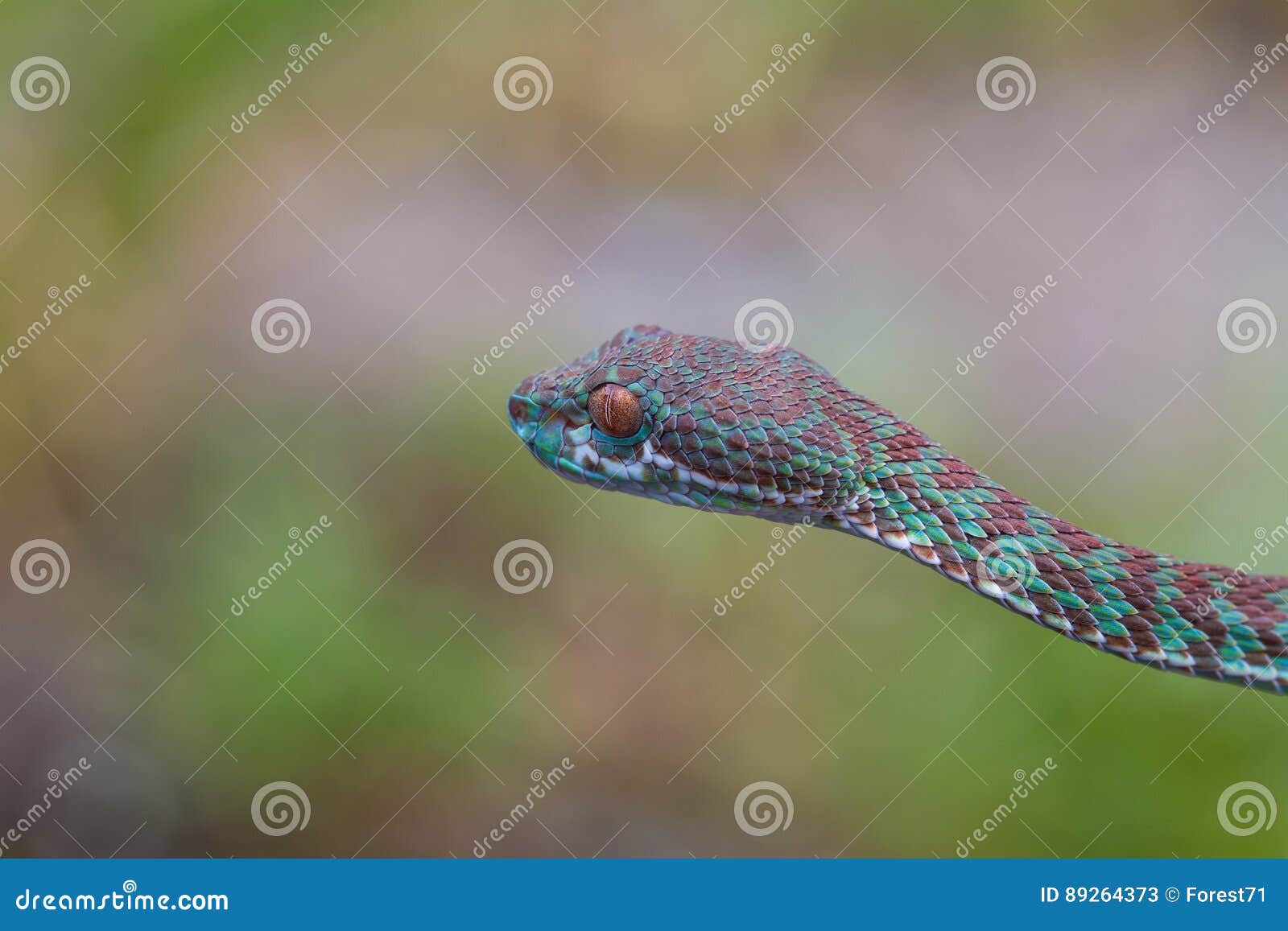Close Up Venus` Pitviper Snake Stock Image - Image of danger ...