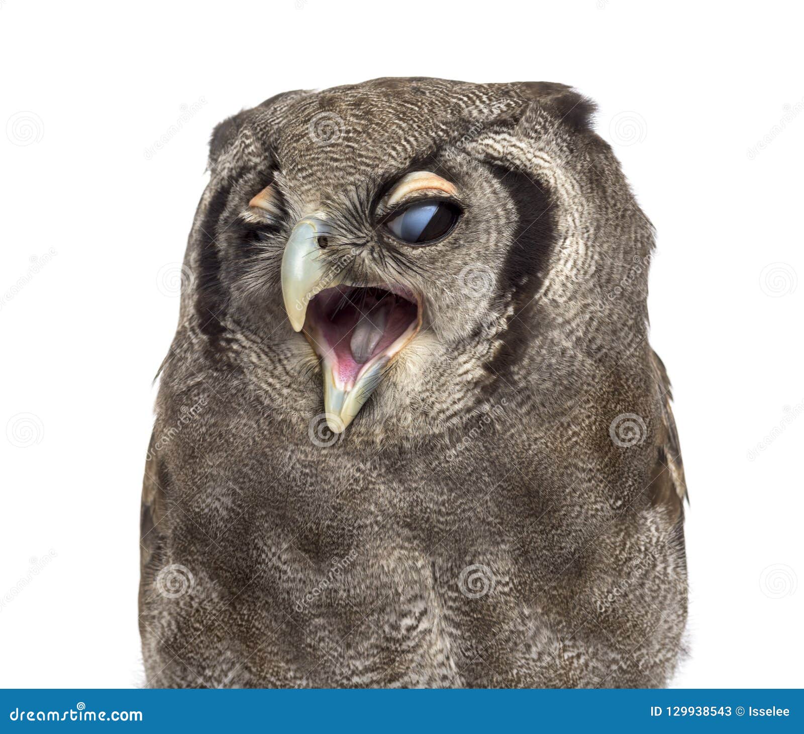 Bubo Lacteus, Also Known As Giant Or Milky Eagle Owl Royalty-Free Stock ...