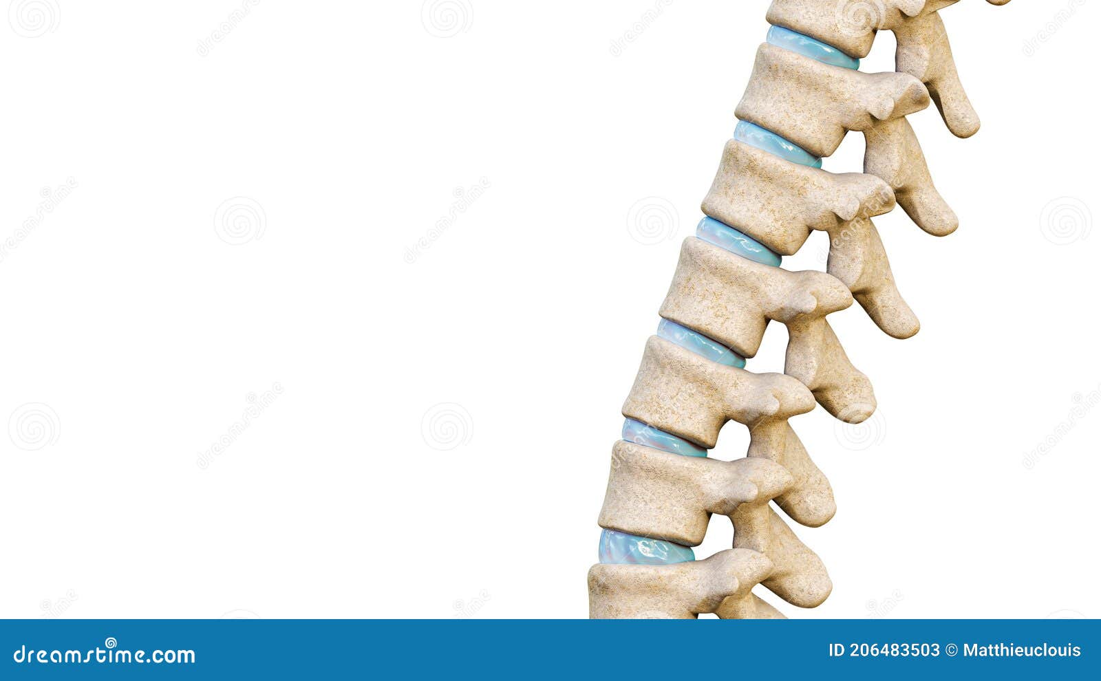 Backbone Intervertebral Disc Anatomy Posterior View Royalty-Free Stock ...