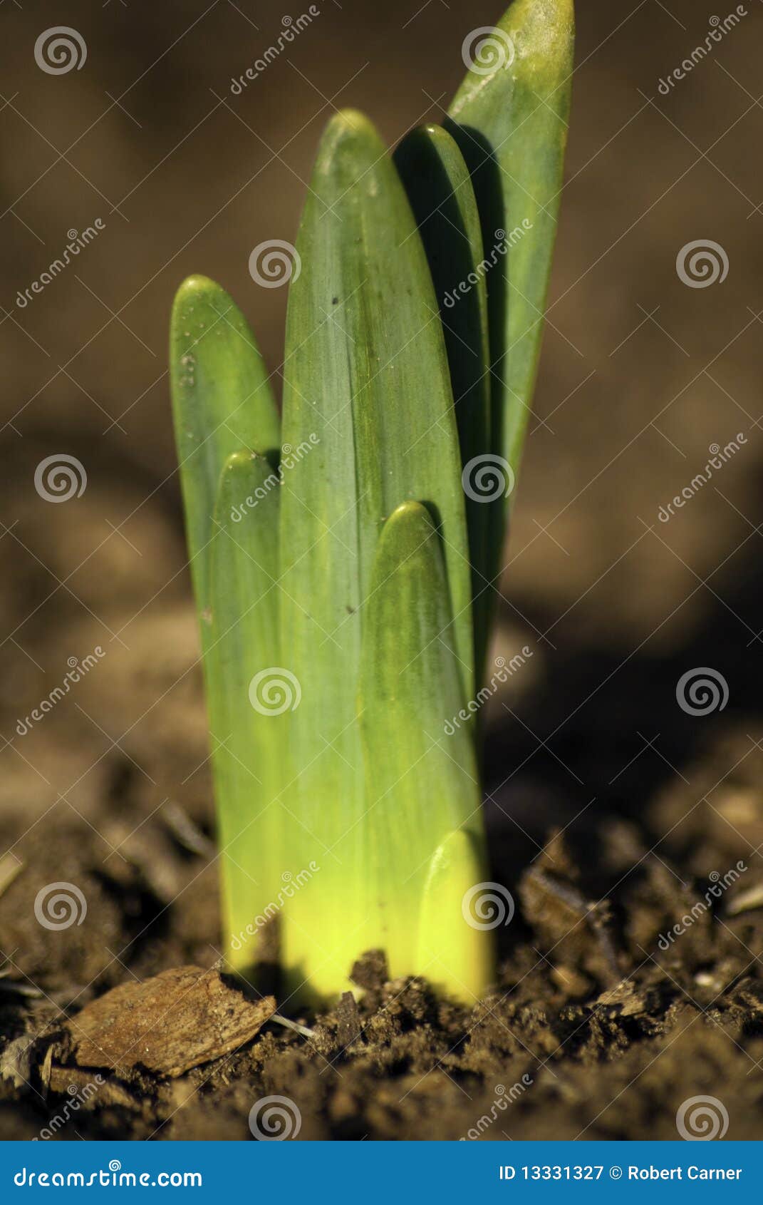 735 Daffodil Sprout Stock Photos - Free & Royalty-Free Stock Photos ...
