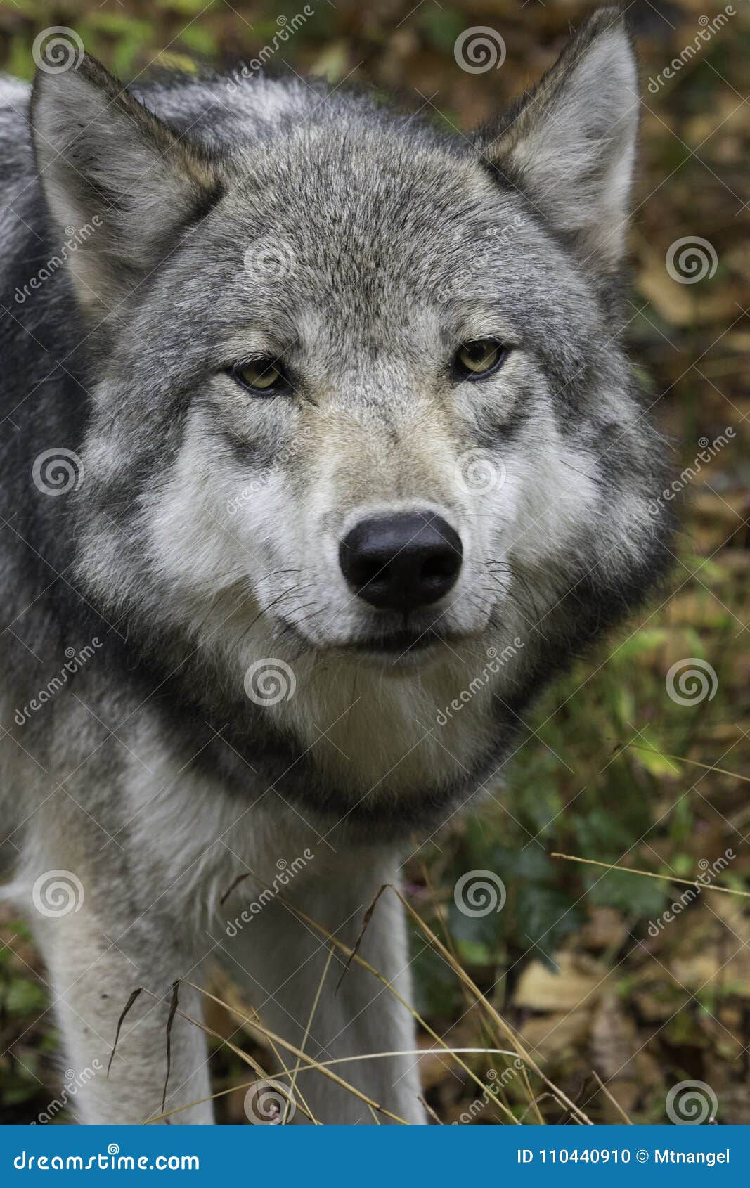 Timber Wolf Looking at Camera Stock Photo - Image of landscape ...