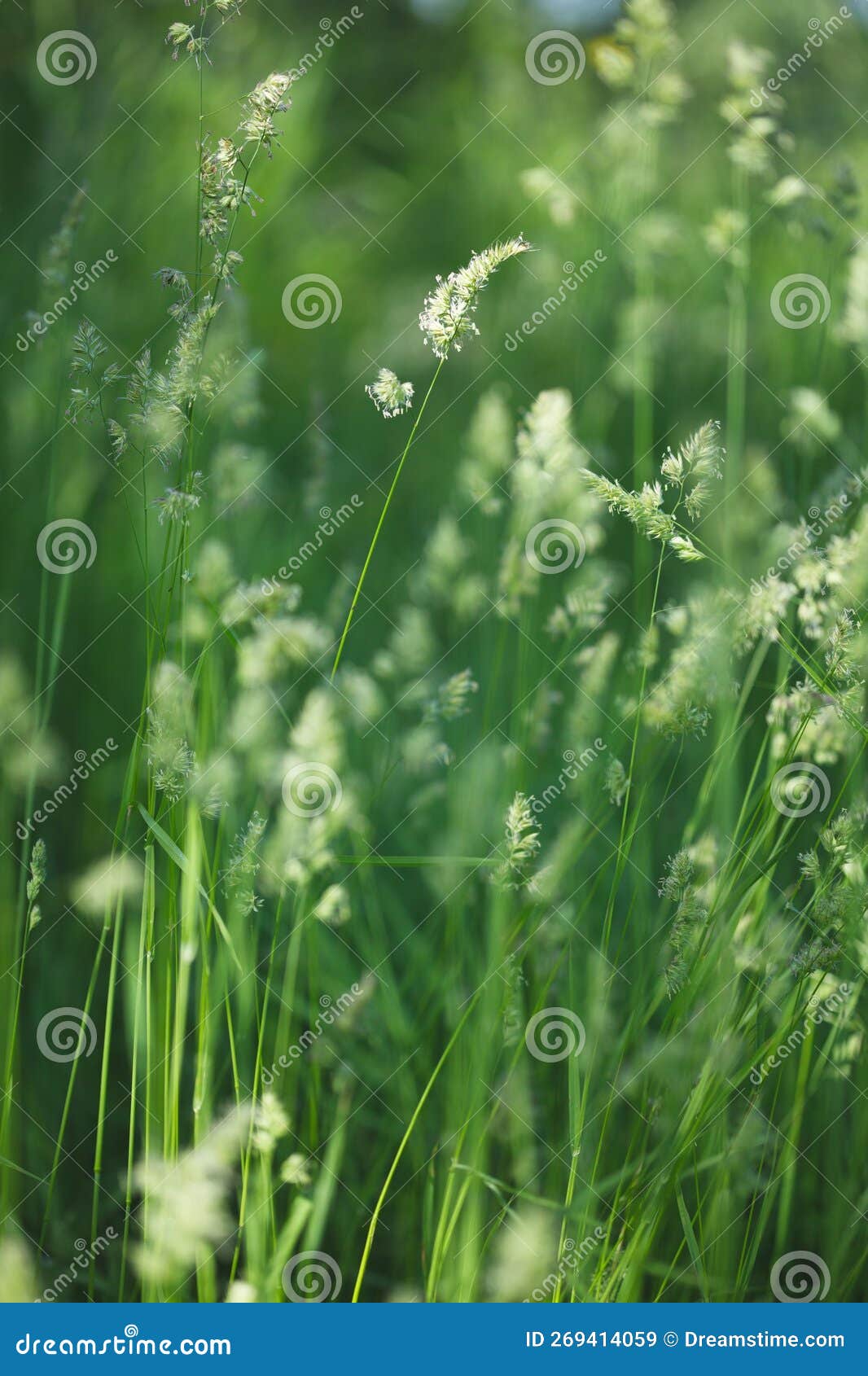 Close-up Vertical View of Pooideae Plants Growing in the Meadow Stock ...
