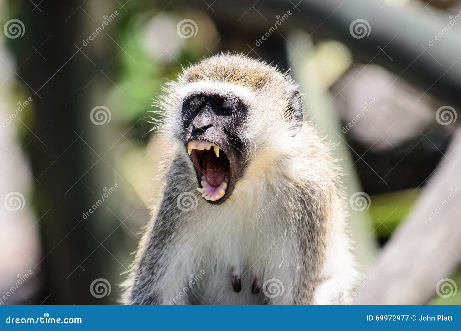 Close Up of a Vervet Monkey Stock Image - Image of vervet, mammals ...