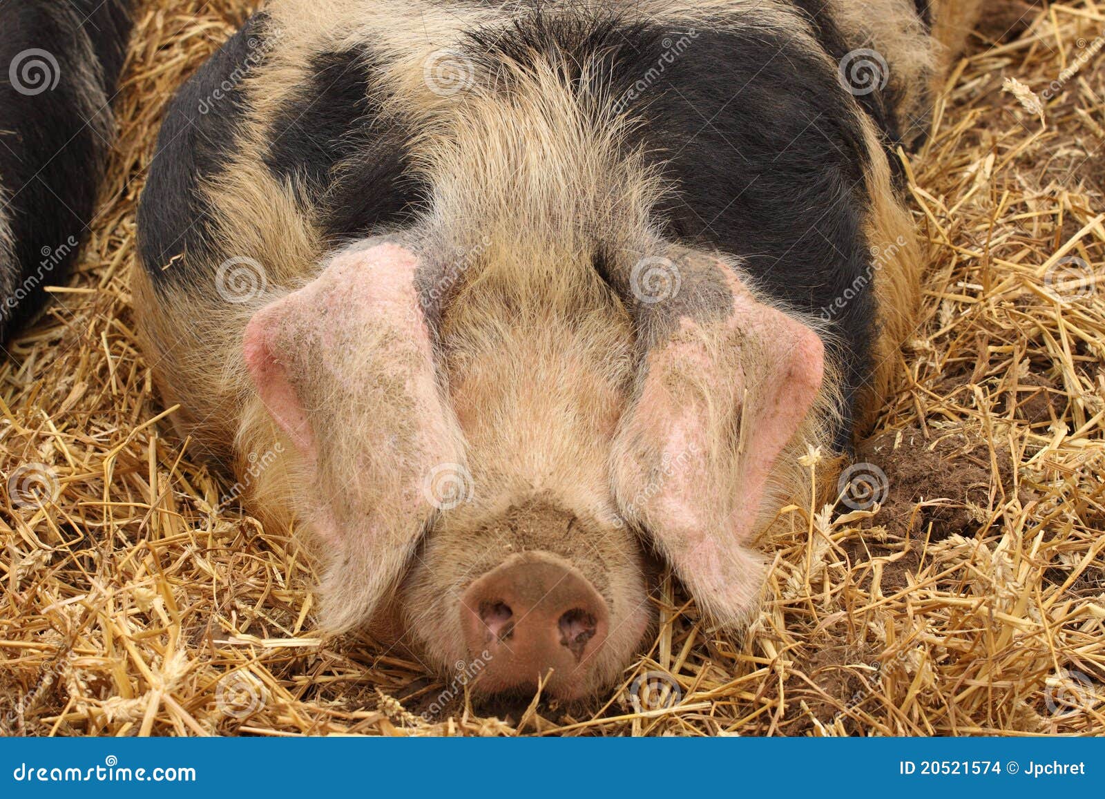 Close Up of a Very Big Pig Pink Stock Photo - Image of pork, macro ...