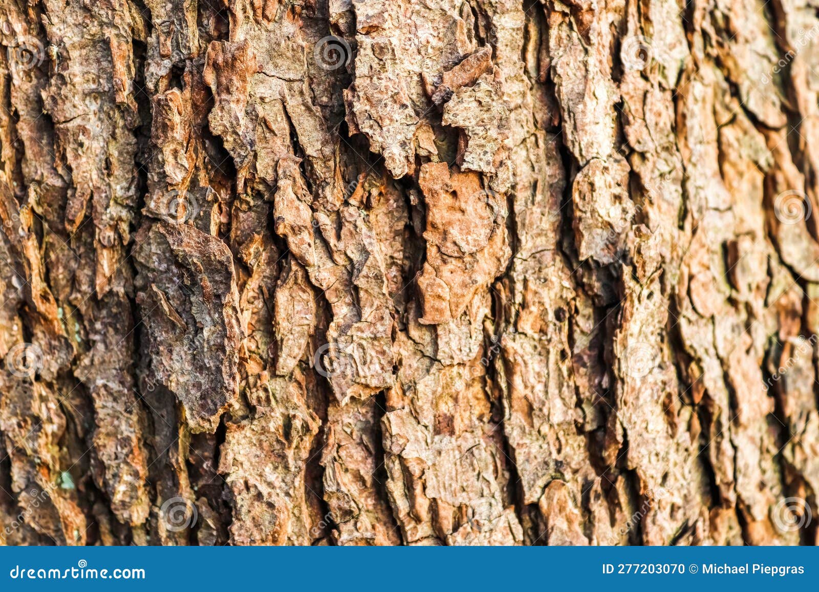 Close Up at Very Detailed Tree Bark Texture in High Resolution Stock ...