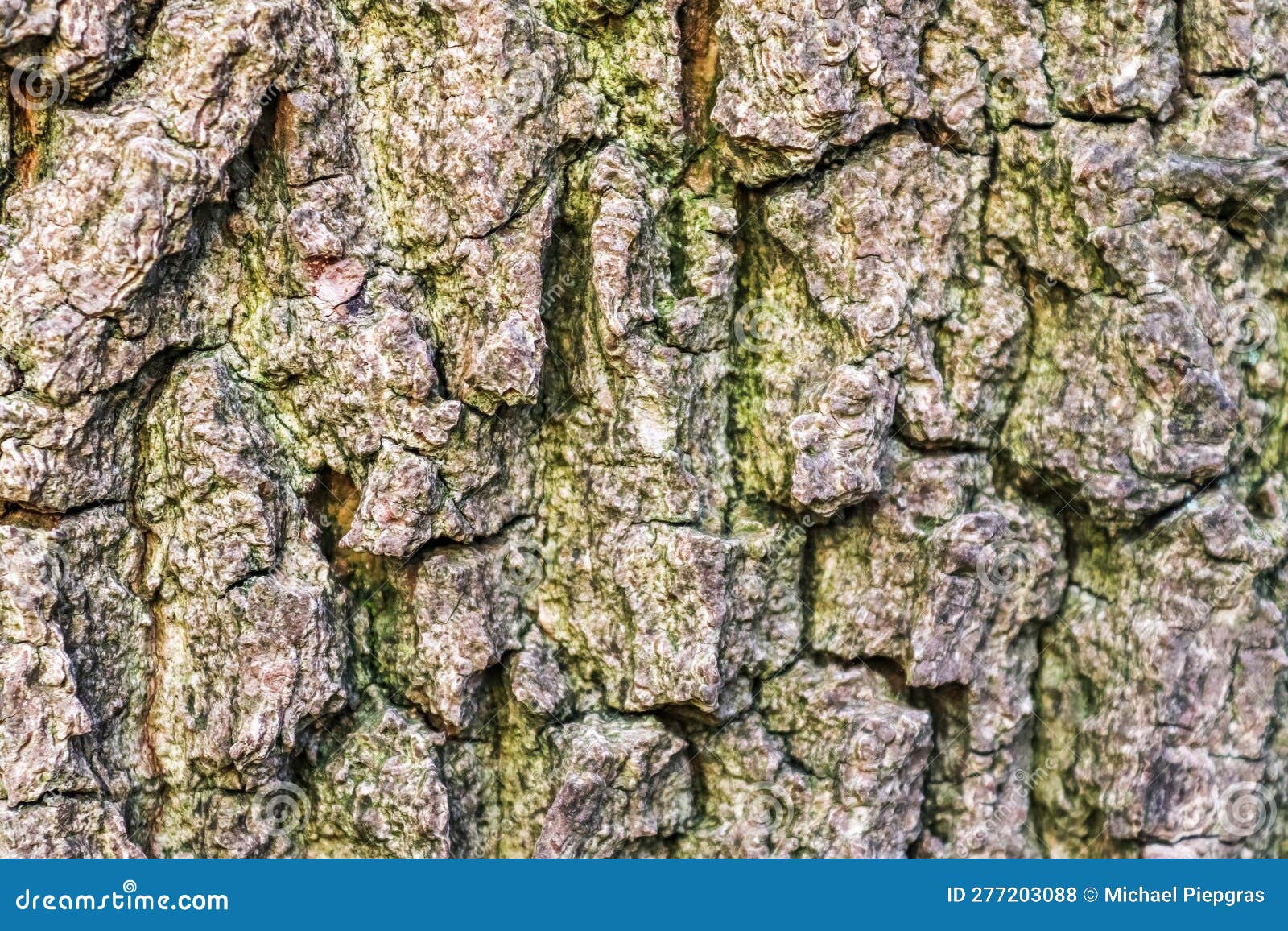 Close Up at Very Detailed Tree Bark Texture in High Resolution Stock ...
