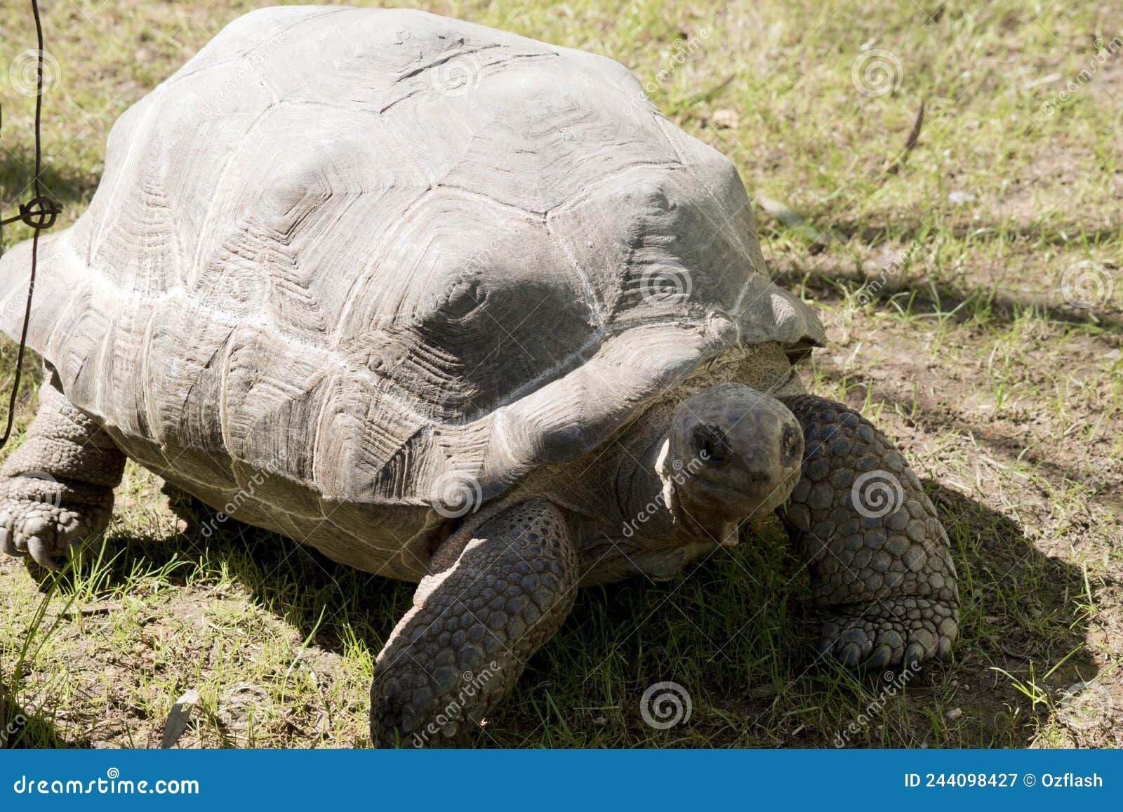This is a Close Up of a Very Old Tortoise Stock Image - Image of ...