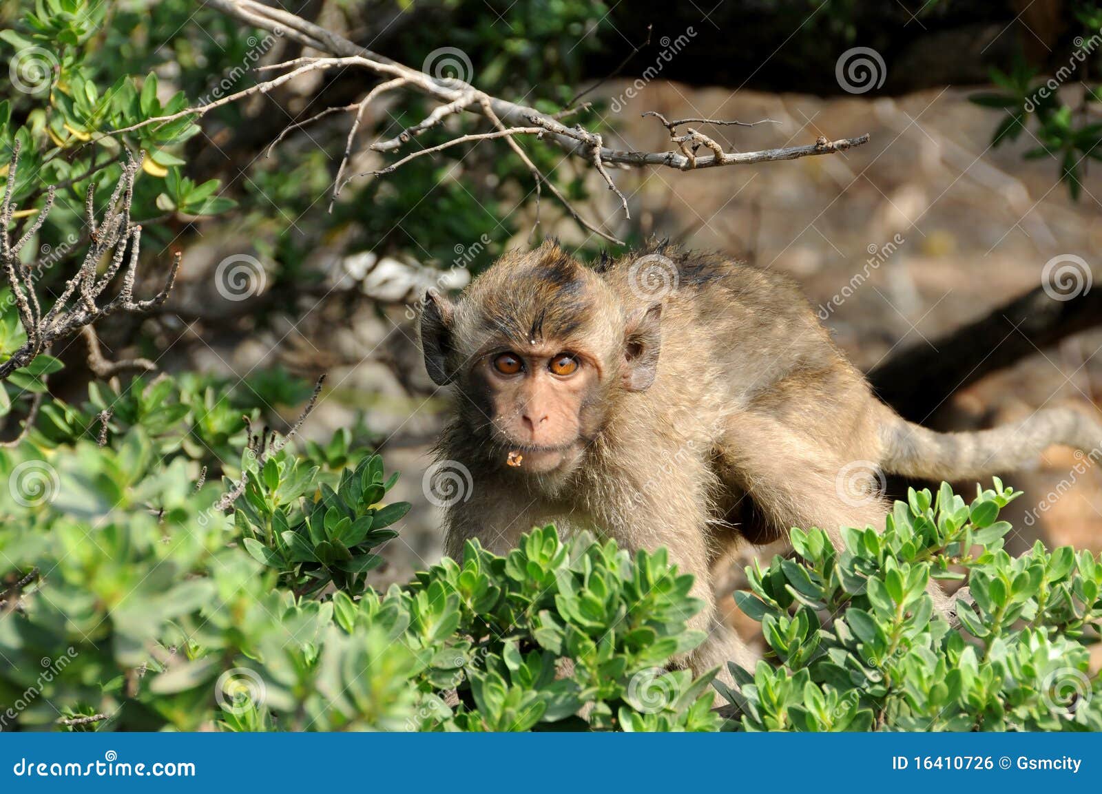 Close-up of a Very Surprised Macaque Stock Photo - Image of tired, wild ...