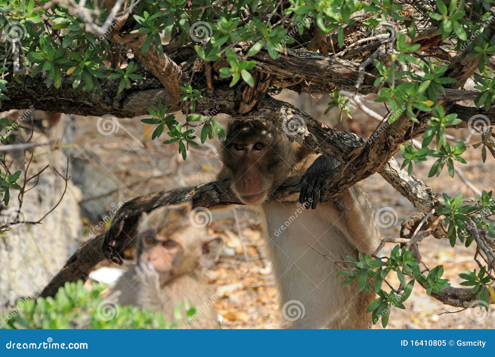 Close-up of a Very Surprised Macaque Stock Image - Image of monkey ...