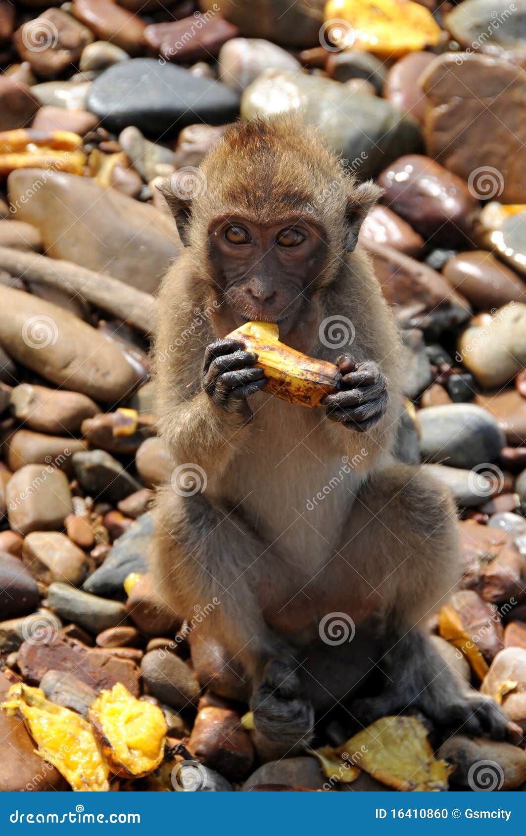 Close-up of a Very Surprised Macaque Monkey Stock Photo - Image of ...