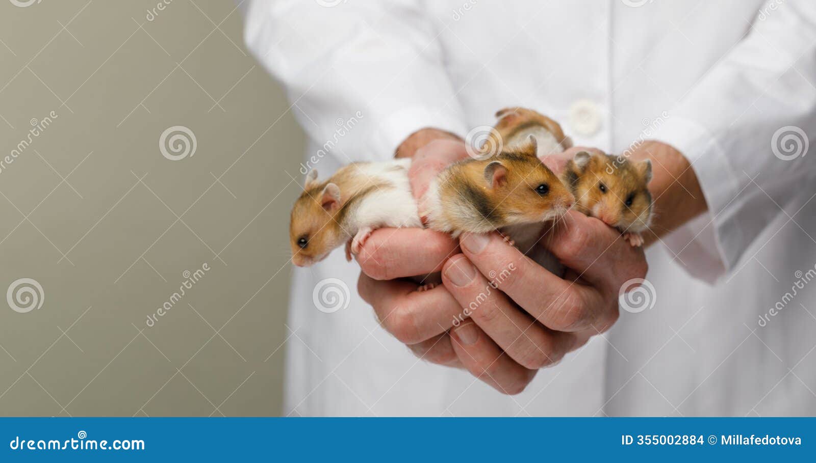 Close Up of Vet Hands with Cute Hamster Stock Photo - Image of cute ...