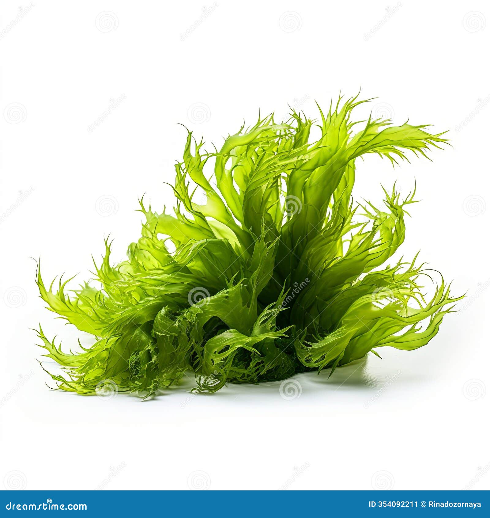 Close Up of a Vibrant Bunch of Green Algae Seaweed Isolated on White ...