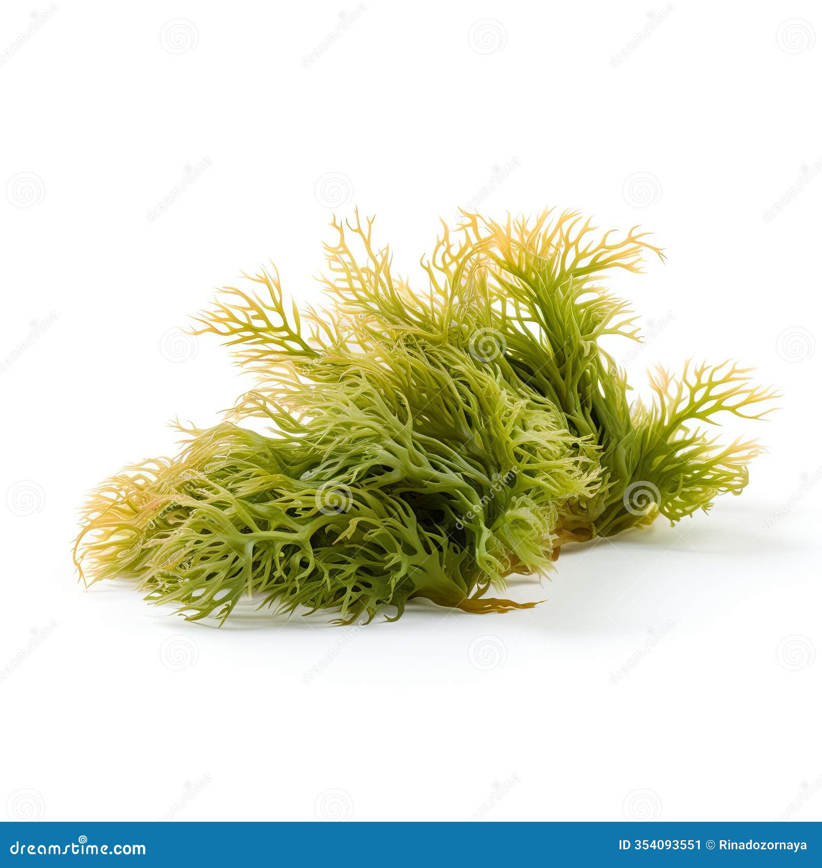 Close Up of a Vibrant Bunch of Green Algae Seaweed Isolated on White ...