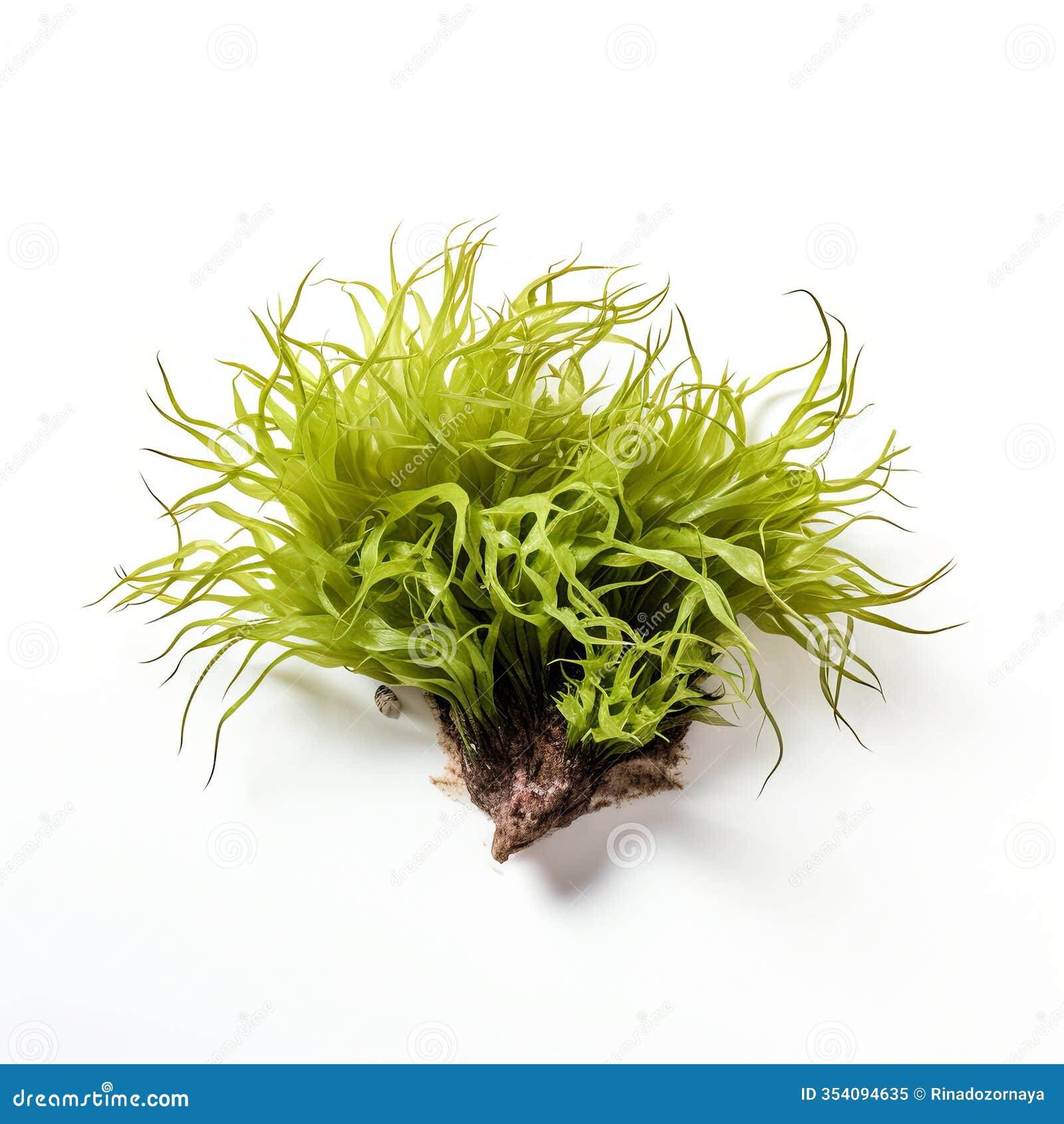 Close Up of a Vibrant Bunch of Green Algae Seaweed Isolated on White ...