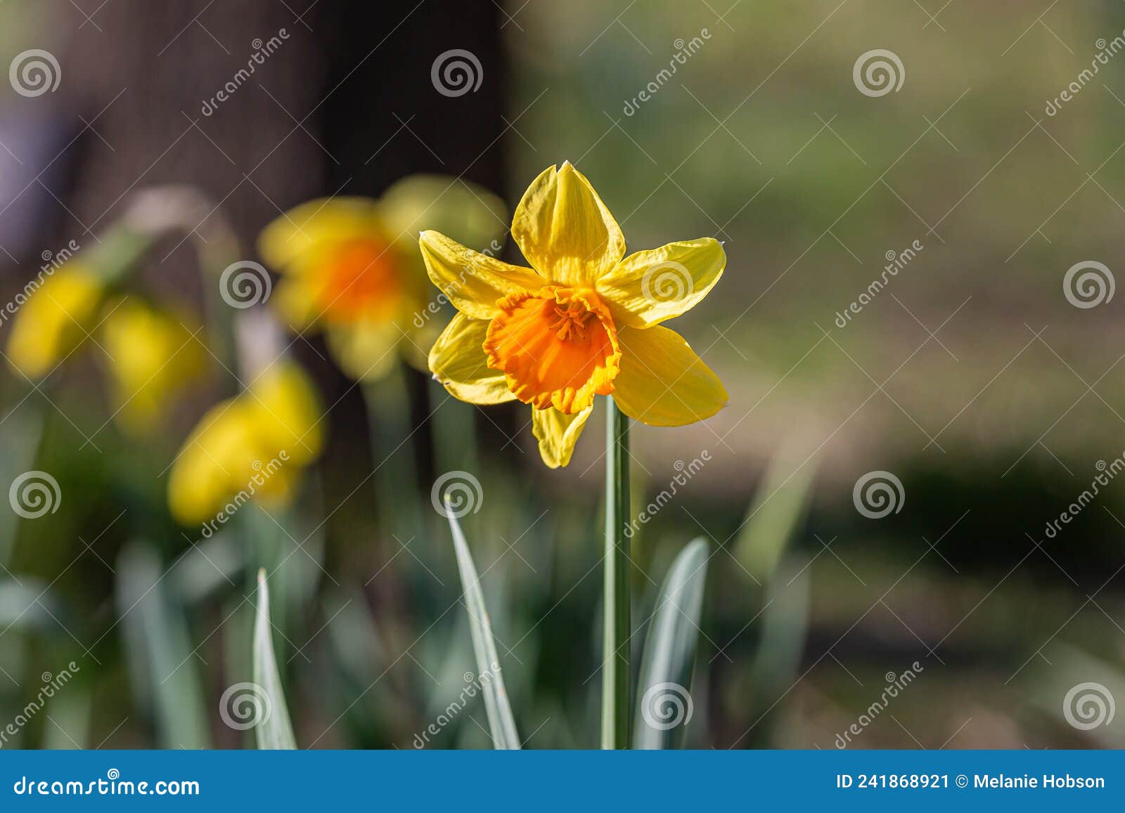 Daffodils Growing in the Spring Sunshine Stock Image - Image of light ...