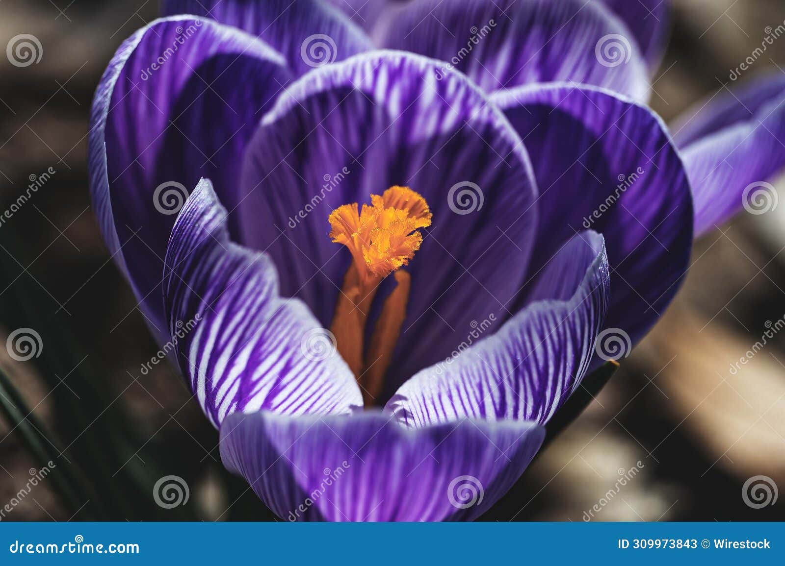 Close-up of a Vibrant Purple Saffron Flower Stock Image - Image of ...