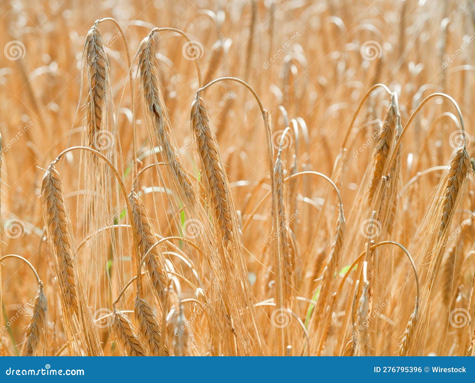 Close Up of a Vibrant Wheat Field with Tall Stalks Stock Photo - Image ...