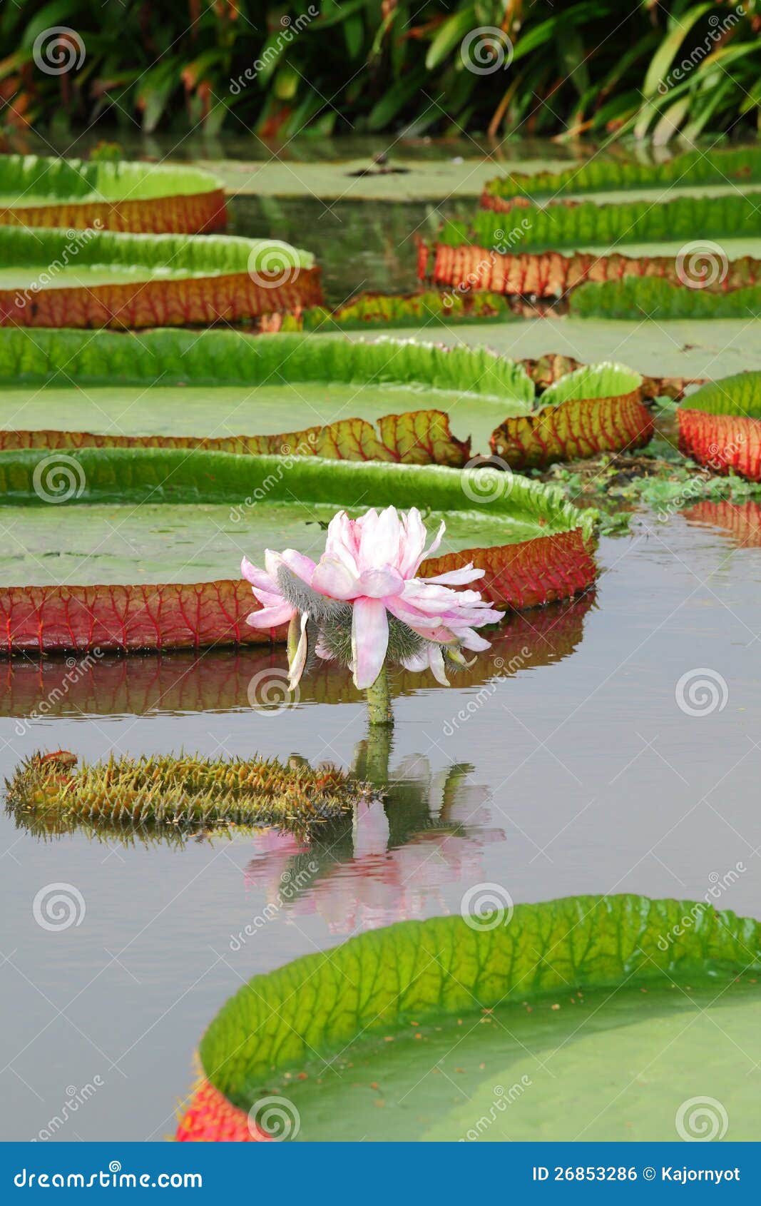 The Close Up of Victoria Waterlily Stock Photo - Image of largest ...