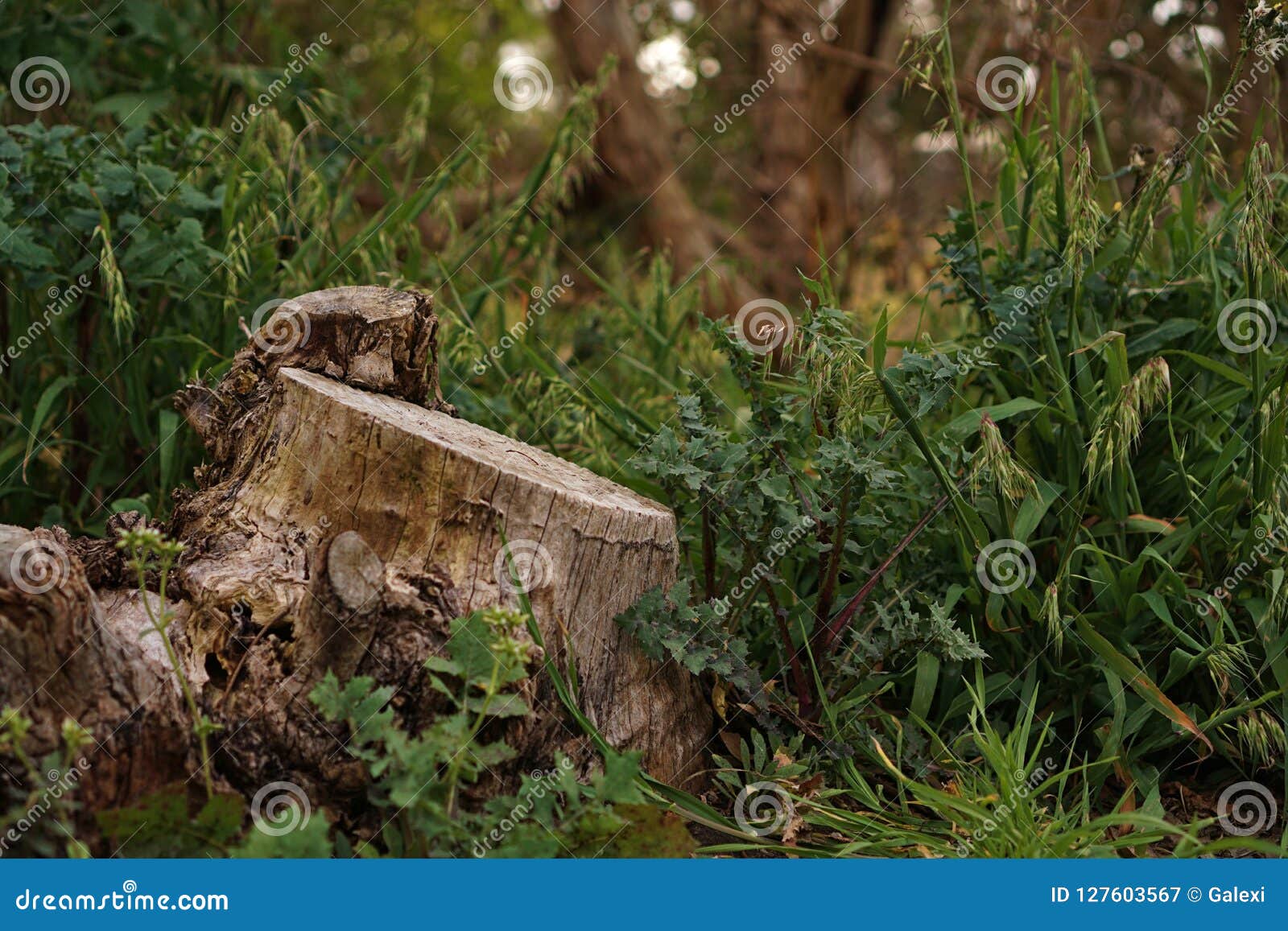 Abandoned chop tree stock image. Image of environment - 127603567