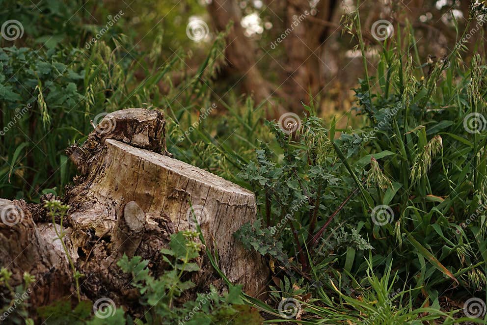 Abandoned chop tree stock image. Image of environment - 127603567