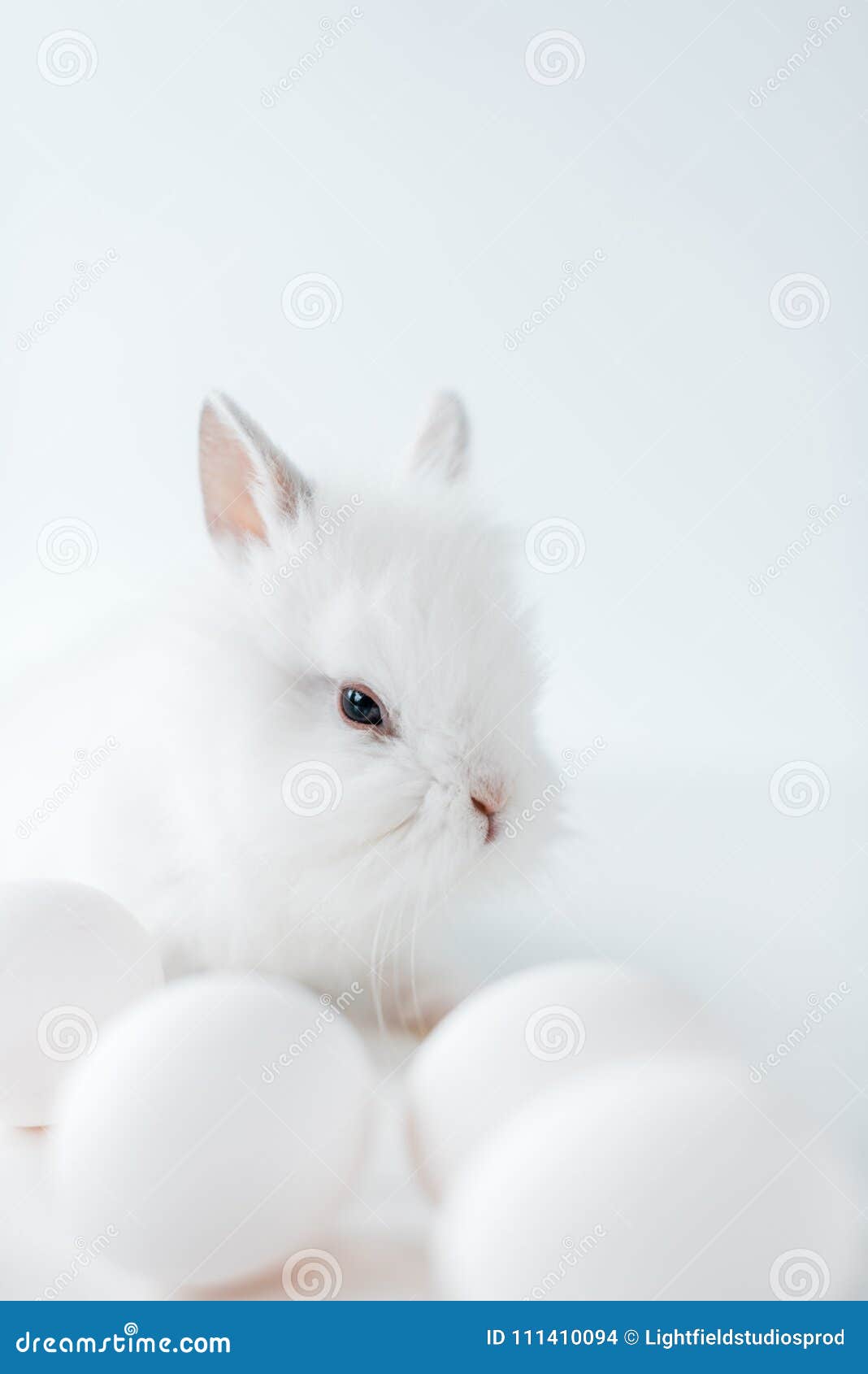 Close-up View of Adorable White Furry Rabbit and Chicken Eggs Stock ...