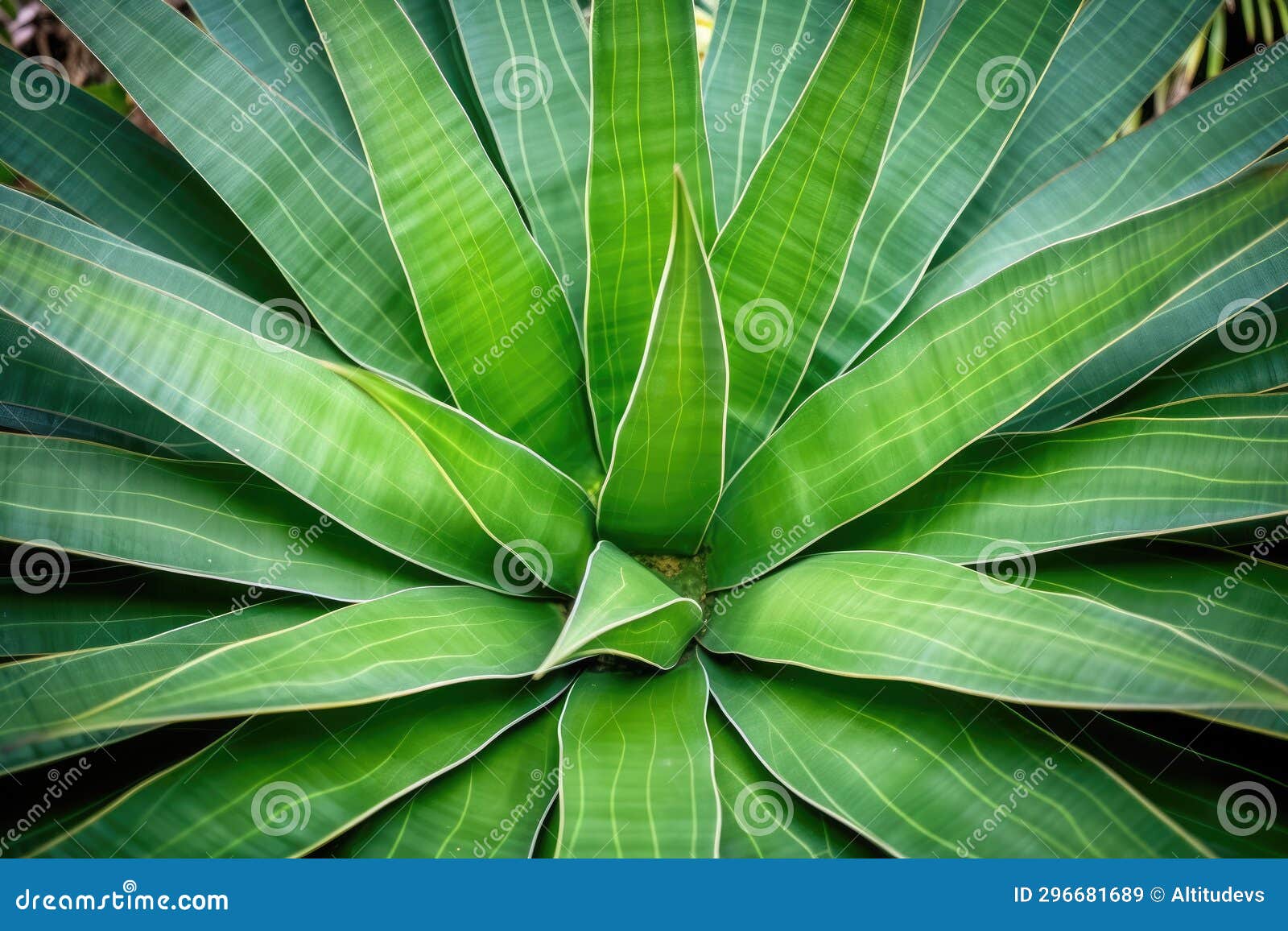 Close-up View of an Agave Plants Curved Leaves Stock Image - Image of ...