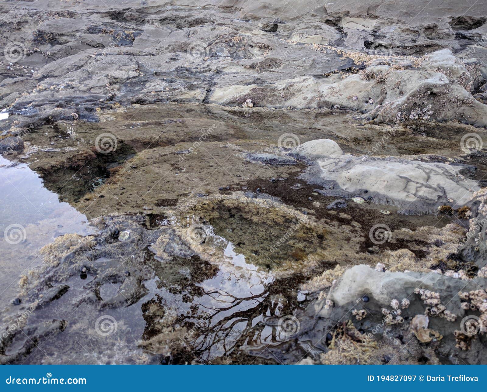The View of Algae and Shells in a Rock Pool at Low Tide Stock Image ...