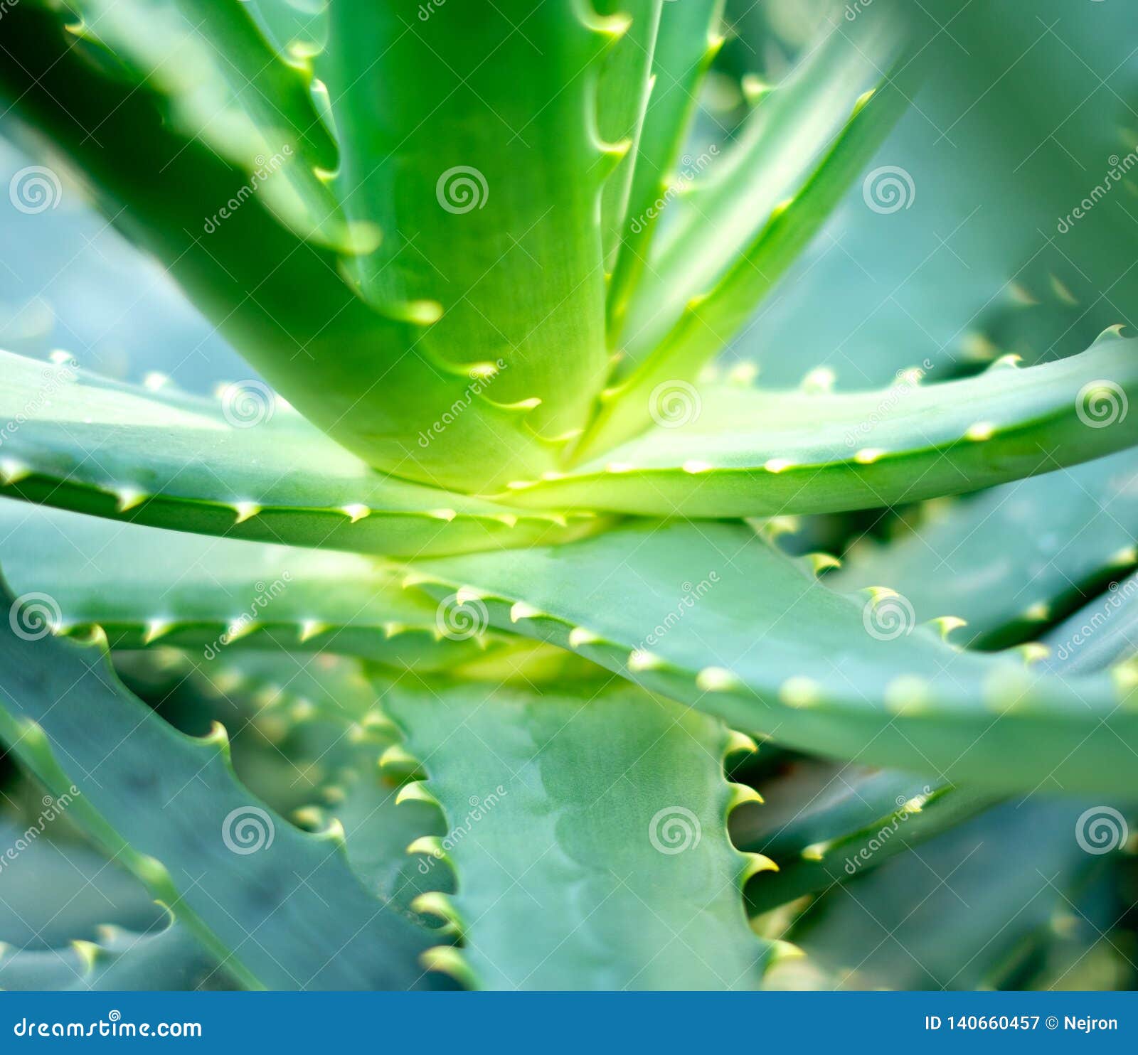 Close Up Aloe Vera - Aloe Barbadensis - A Succulent Plant Species Of ...
