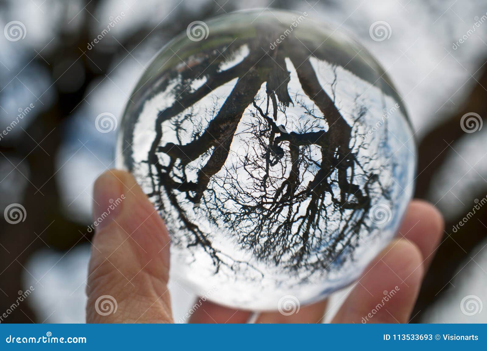 Crystal Ball Sphere Reveals Ancient Tree with Branches Stock Image ...