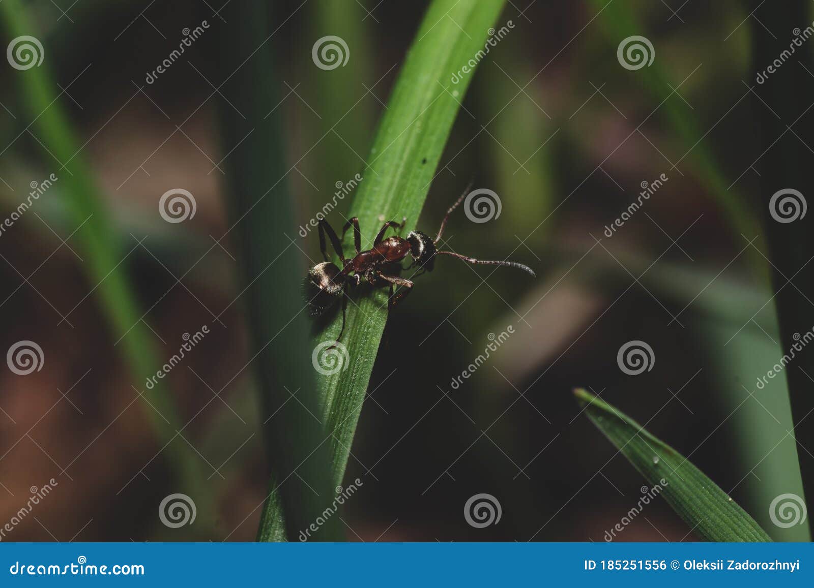 Close Up View with Ant that Crawling Stock Photo - Image of ants, fauna ...