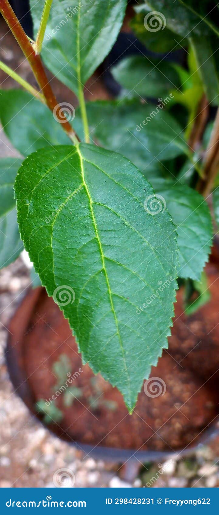 Close Up View of Apple Fruit Leaves Shape, Which Planted in the ...